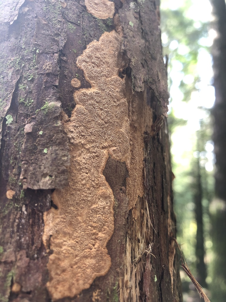 Coniferiporia weirii from Lake Padden Park, Bellingham, WA, US on March ...