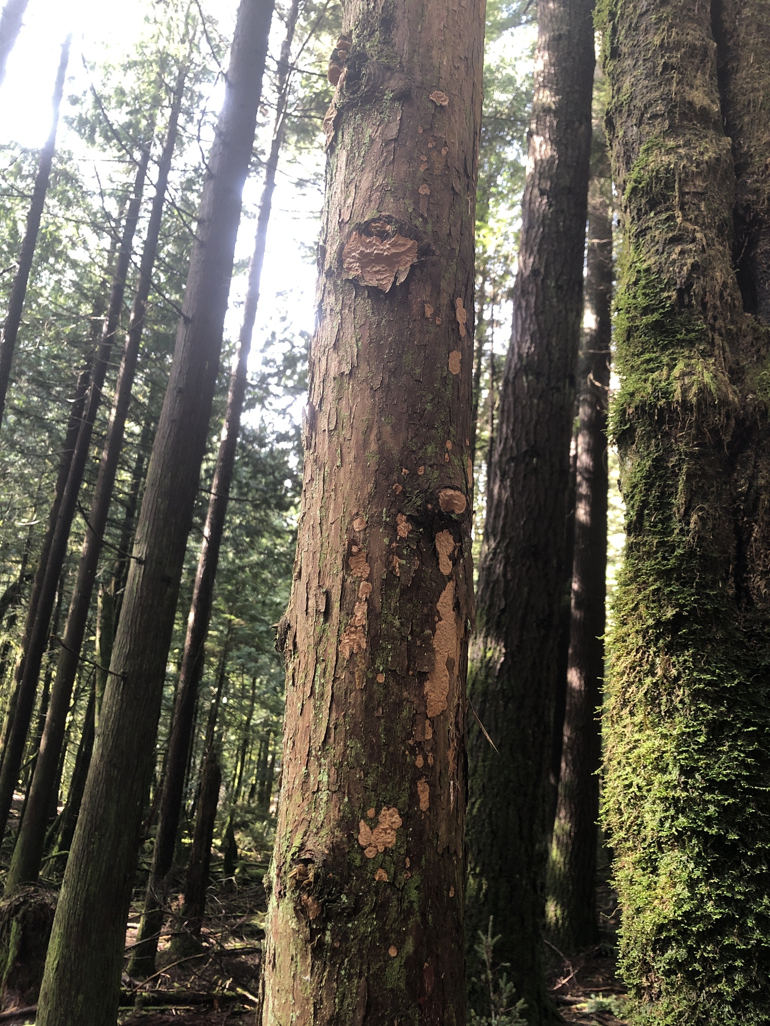 Coniferiporia weirii (Murrill) L.W.Zhou & Y.C.Dai