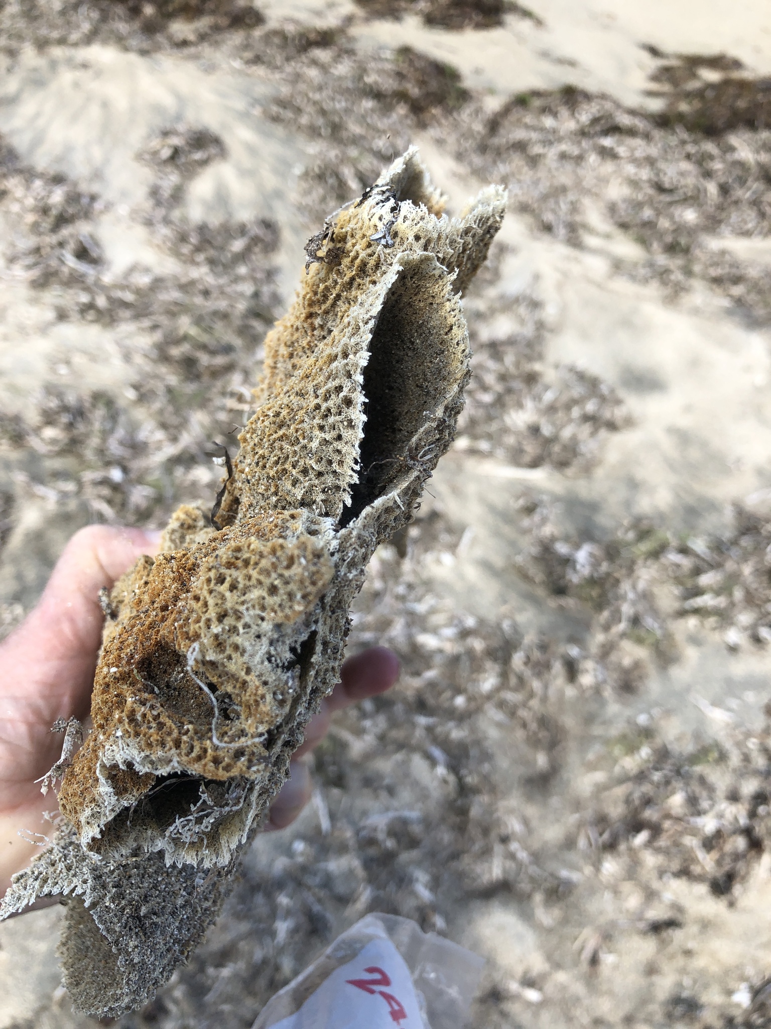 Niphates digitalis (Lamarck, 1814)