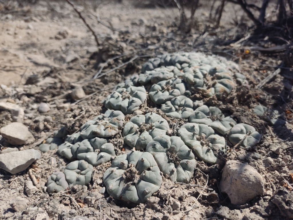 Peyote in February 2023 by Jose Antonio Aranda Pineda · iNaturalist