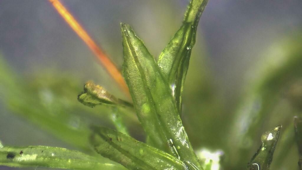 (Syrrhopodon incompletus) - Botanical Realm