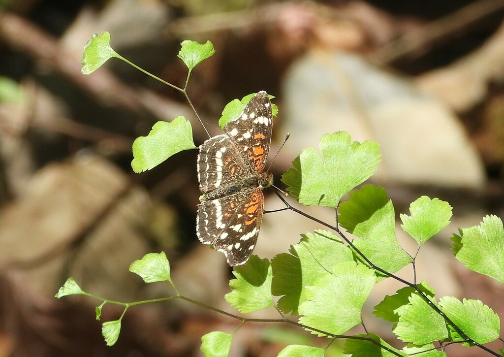 Texan Crescent from Monroe County, AL, USA on March 04, 2023 at 12:49 ...
