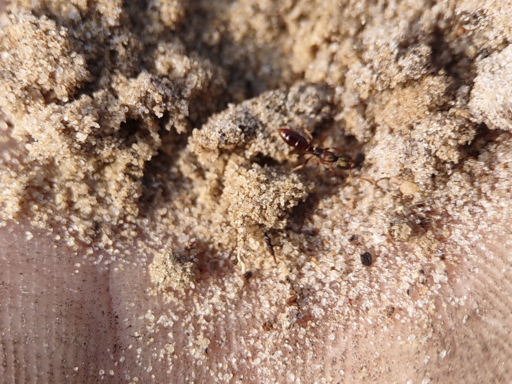 Pantropical Wolf Ant from Altoona, FL 32702, USA on March 5, 2023 at 08 ...