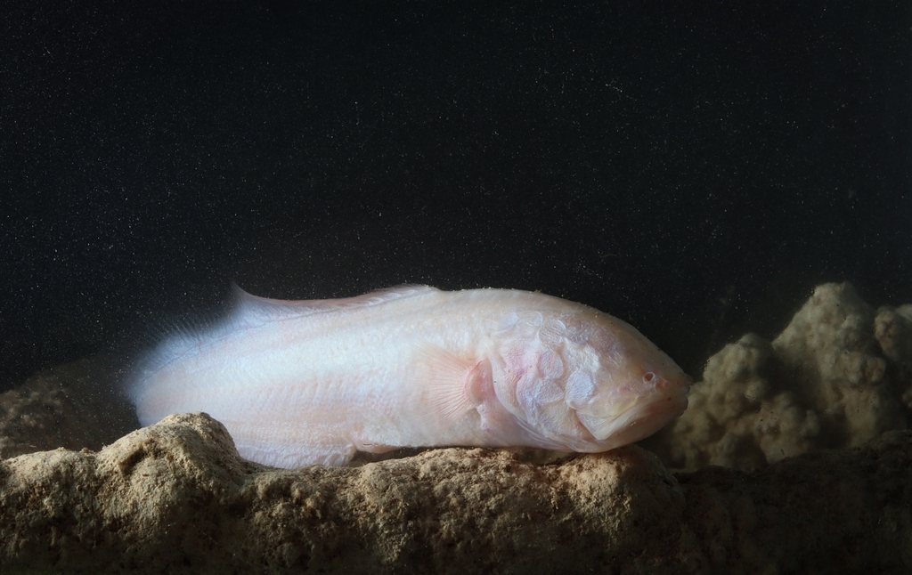 Mexican Blind Brotula from 77724 Playa del Carmen, Q.R., México on ...