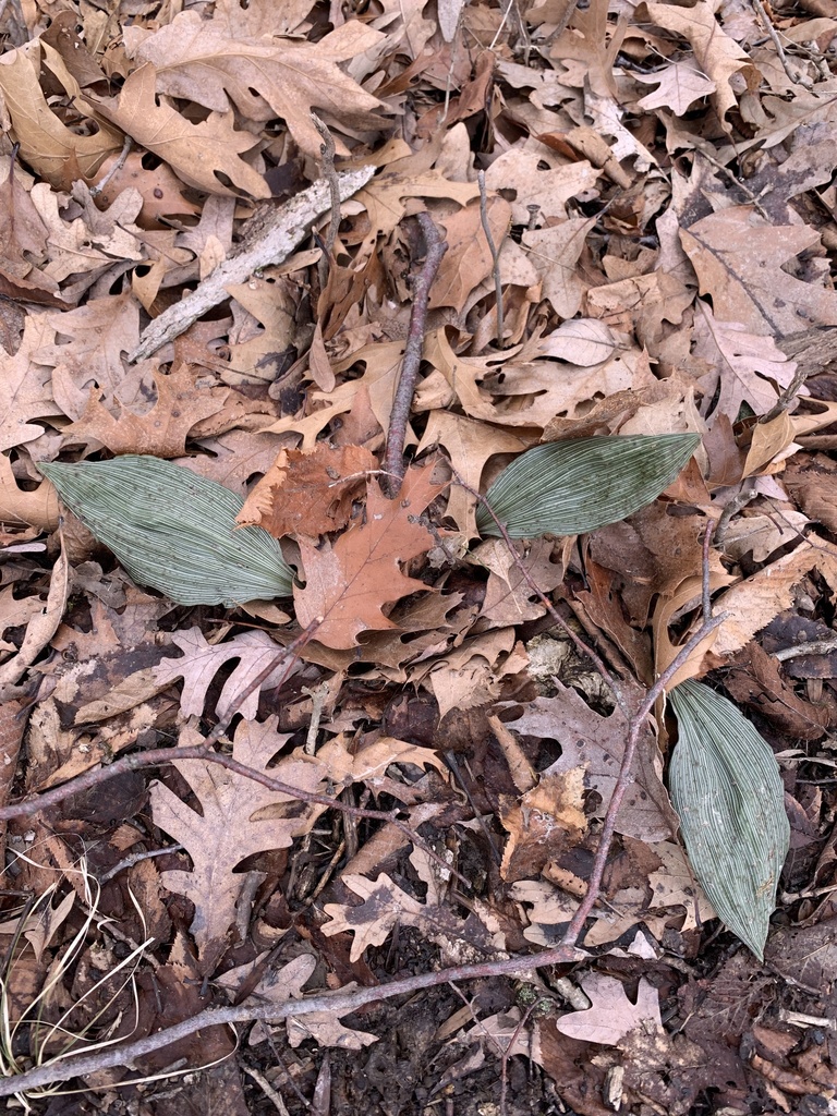 putty root in March 2023 by dombalfox. Only individuals observed, on a ...