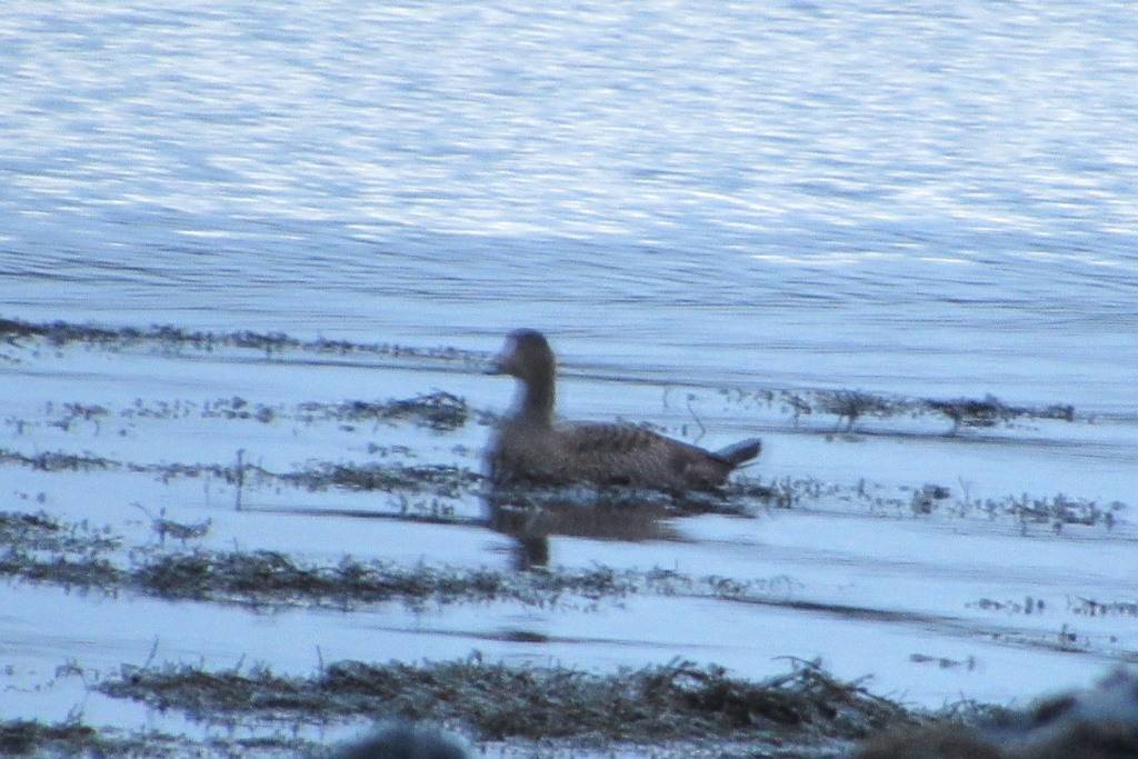 Common Eider from Iceland, Reykjanesbær, Southern Peninsula, IS on ...