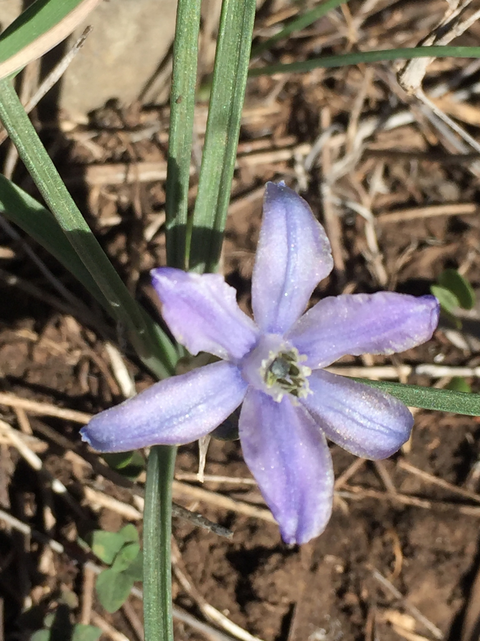 Androstephium coeruleum (Scheele) Greene