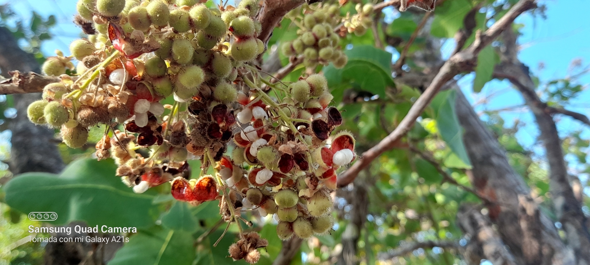 Curatella americana L.