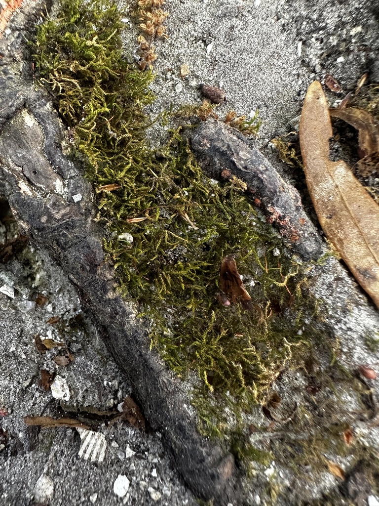 seductive entodon moss from University of South Florida, Tampa, FL, US ...