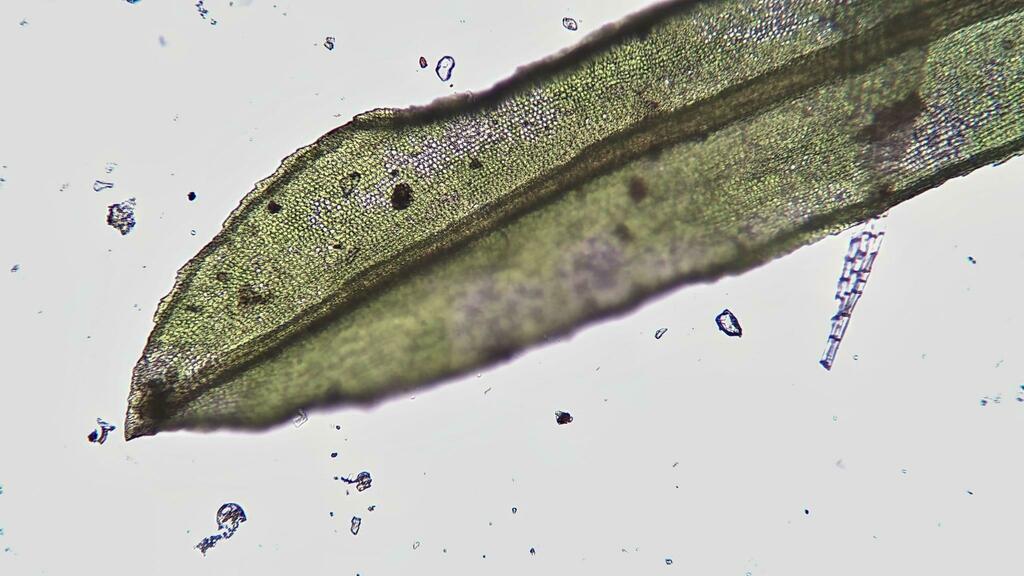 (Calymperaceae) - Botanical Realm