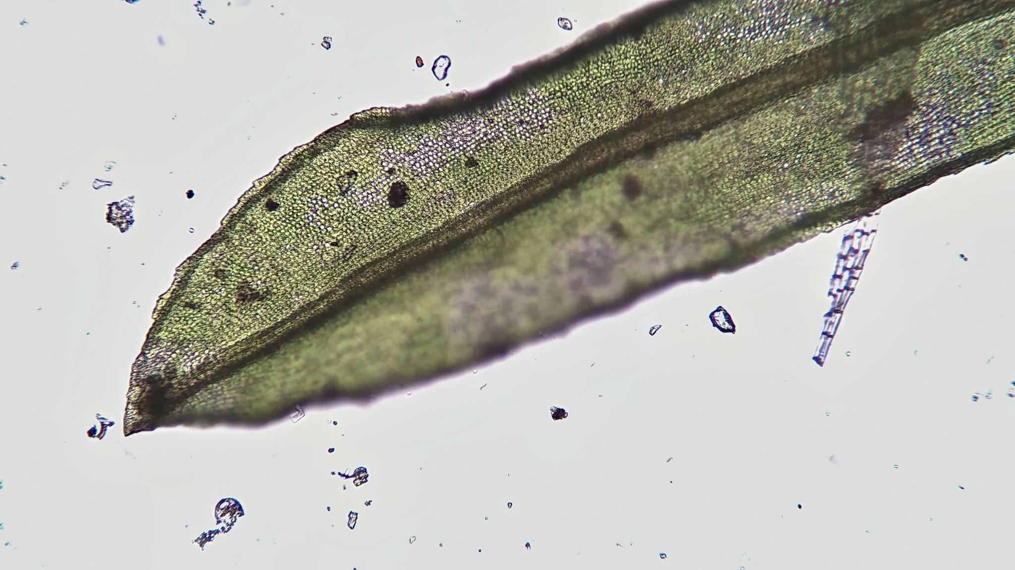 Calymperaceae