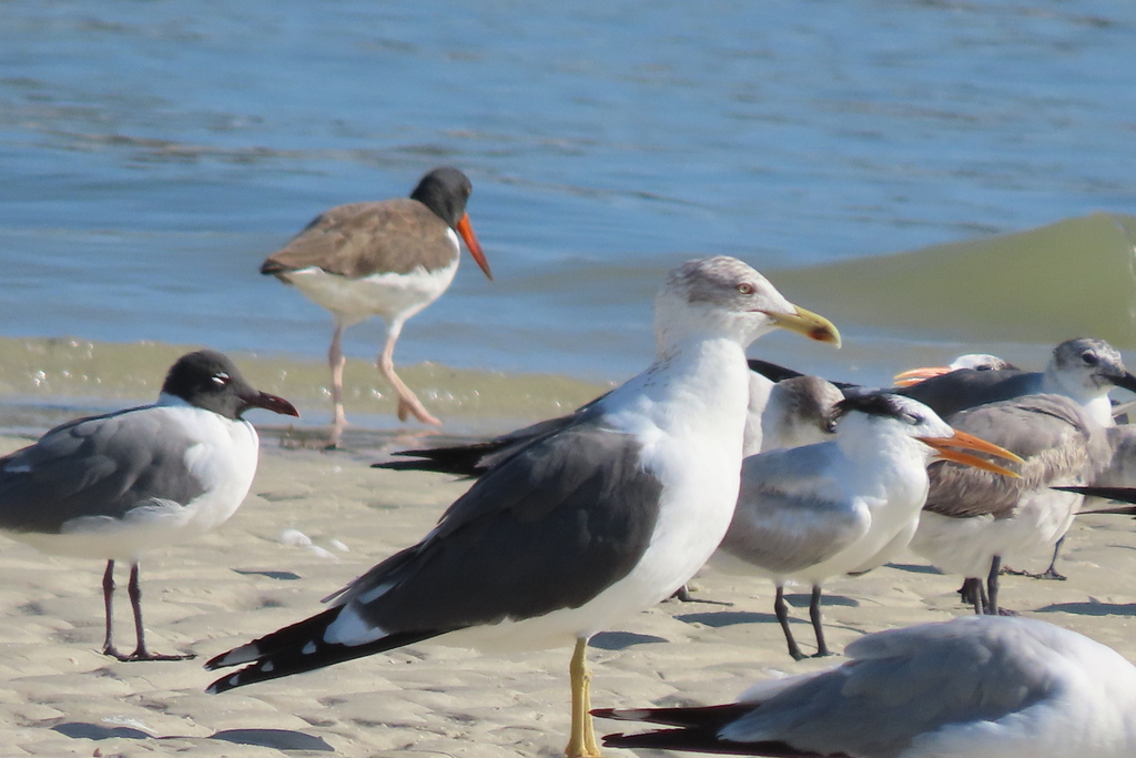 Lesser Black-backed Gull from Carlos Point, Fort Myers Beach, FL 33931 ...