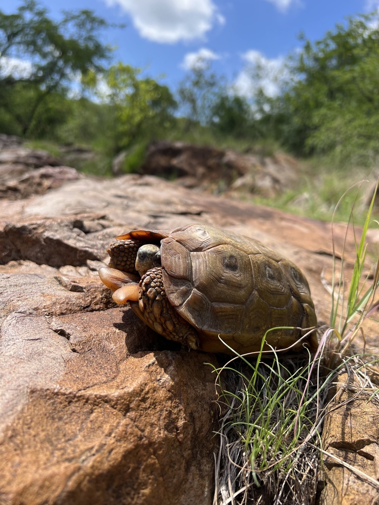 Speke's Hinge-back Tortoise from District de Manzini, SZ on November 15 ...