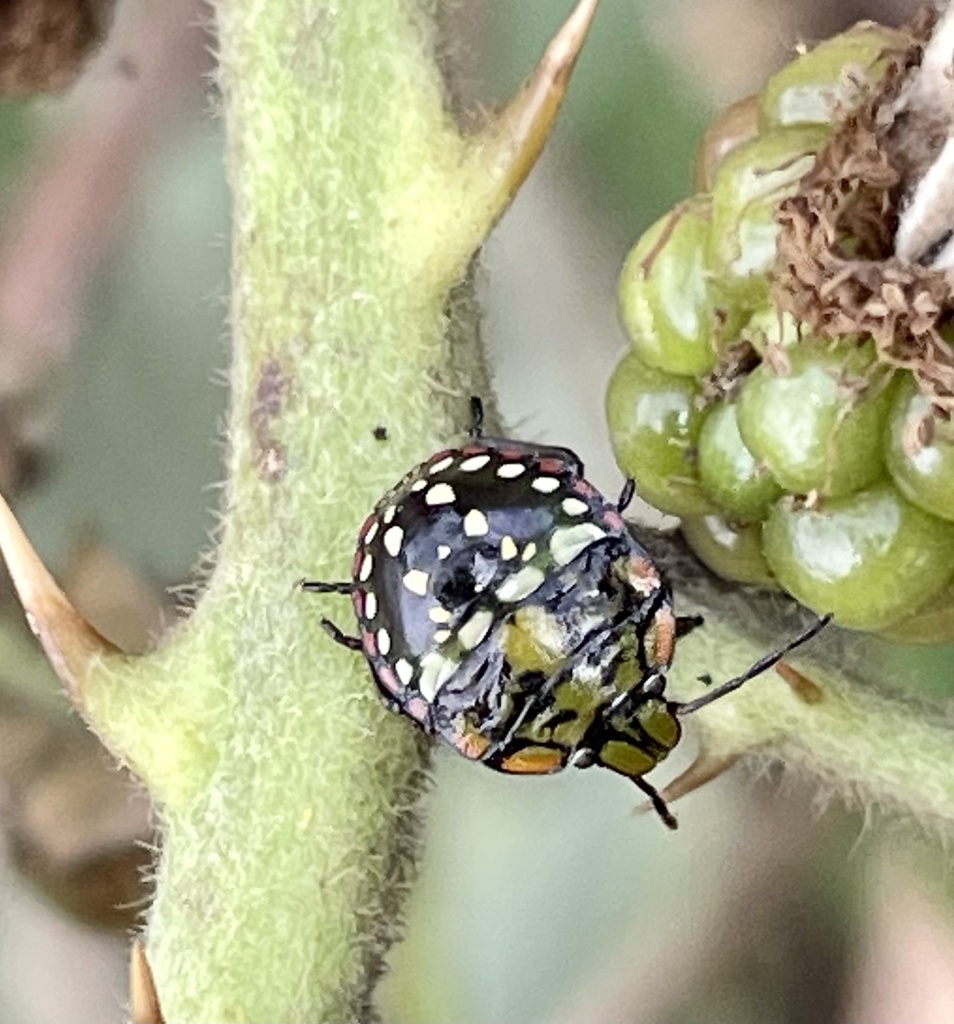 Southern Green Stink Bug from William St, Koo Wee Rup, VIC, AU on March ...