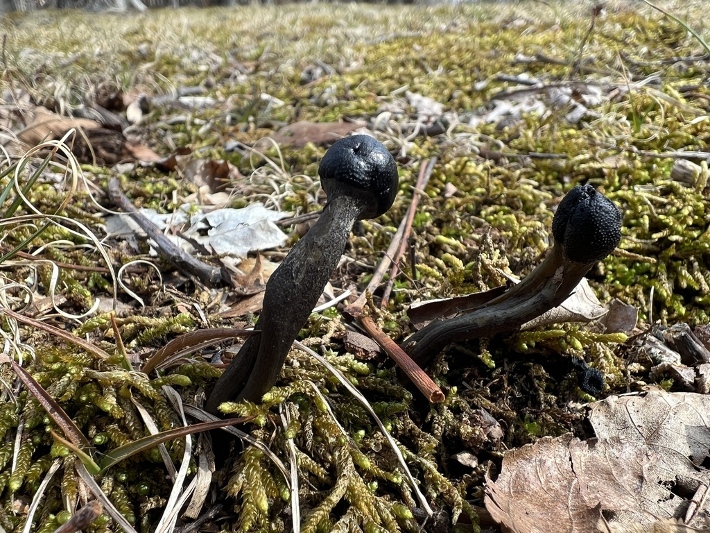 Tolypocladium longisegmentatum from Albert Johnson Rd, Nashville, IN ...