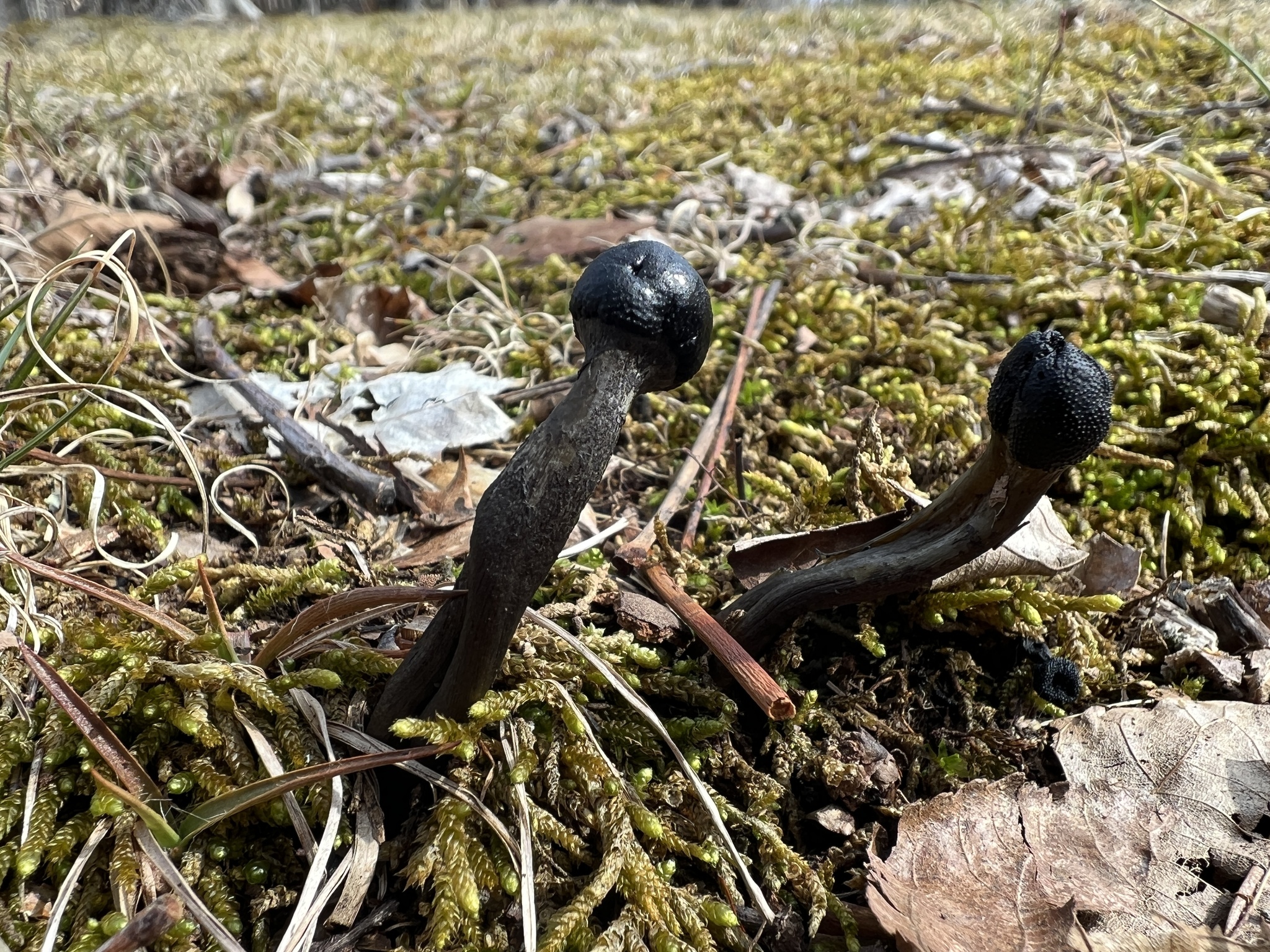 Tolypocladium W.Gams, 1971