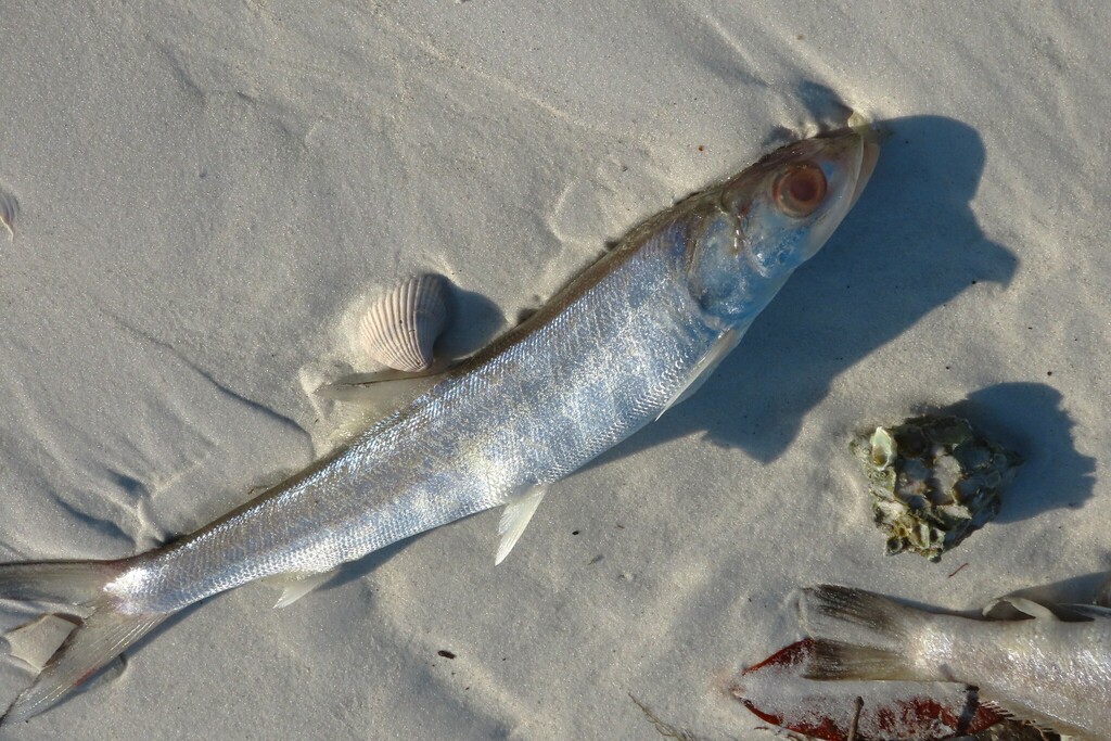 Ladyfish from Carlos Point, Fort Myers Beach, FL 33931, USA on March 05 ...
