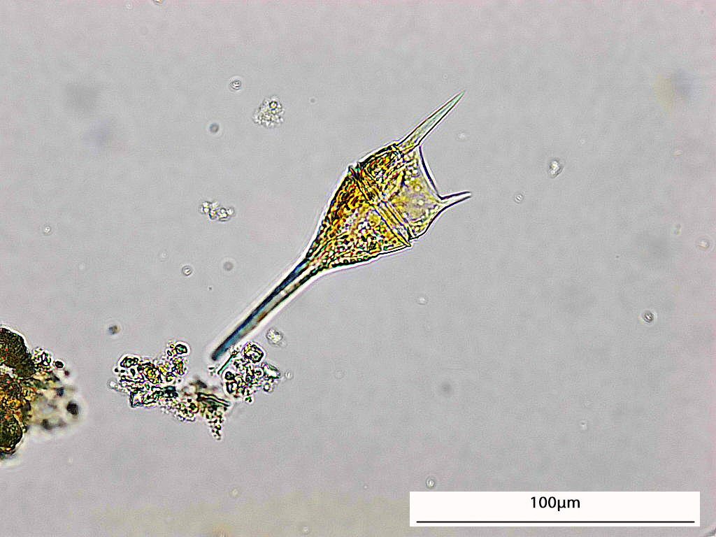 Tripos furca (Ehrenb.) F.Gómez