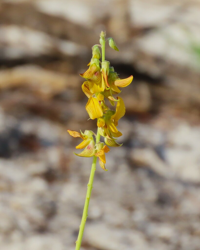 Streaked Rattlepod from Carlos Point, Fort Myers Beach, FL 33931, USA ...
