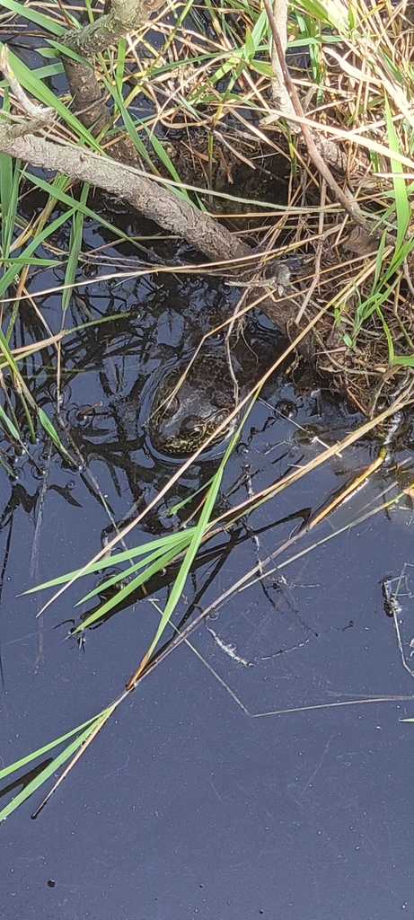 American Bullfrog from Brooksville, FL 34601, USA on March 05, 2023 at ...