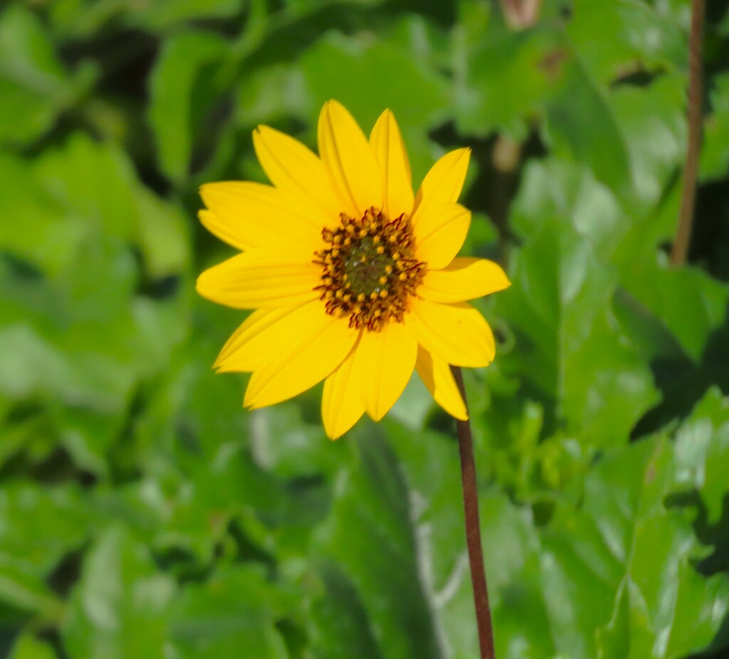 cucumberleaf sunflower from Carlos Point, Fort Myers Beach, FL 33931 ...