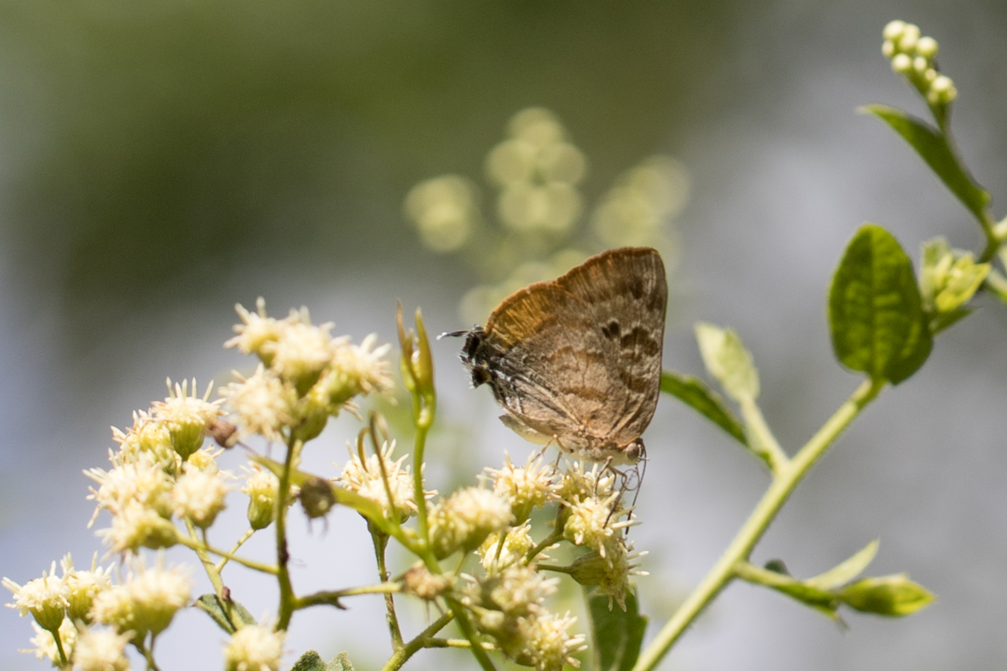 Rekoa palegon (Cramer, 1780)