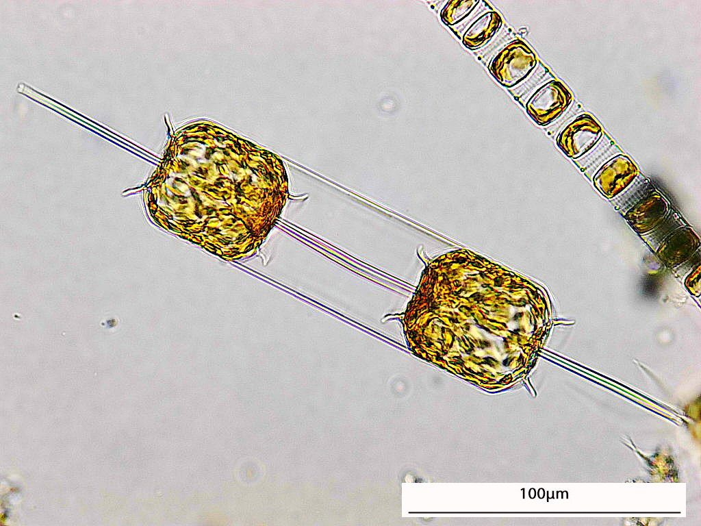 Ditylum from Twin Lakes, CA, USA on March 3, 2023 at 01:05 PM by Ken ...