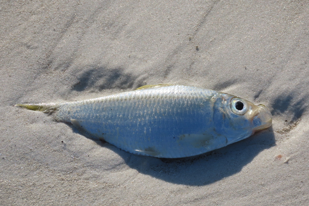 Atlantic Thread Herring from Carlos Point, Fort Myers Beach, FL 33931 ...