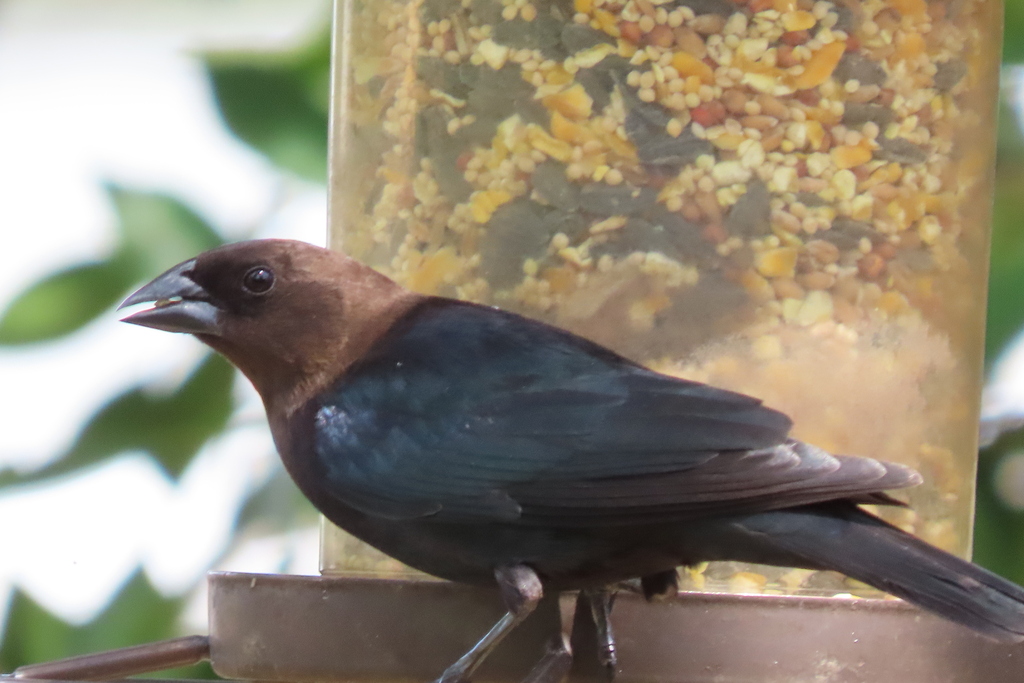 Brown-headed Cowbird from Fort Myers Shores, FL 33905, USA on March 05 ...