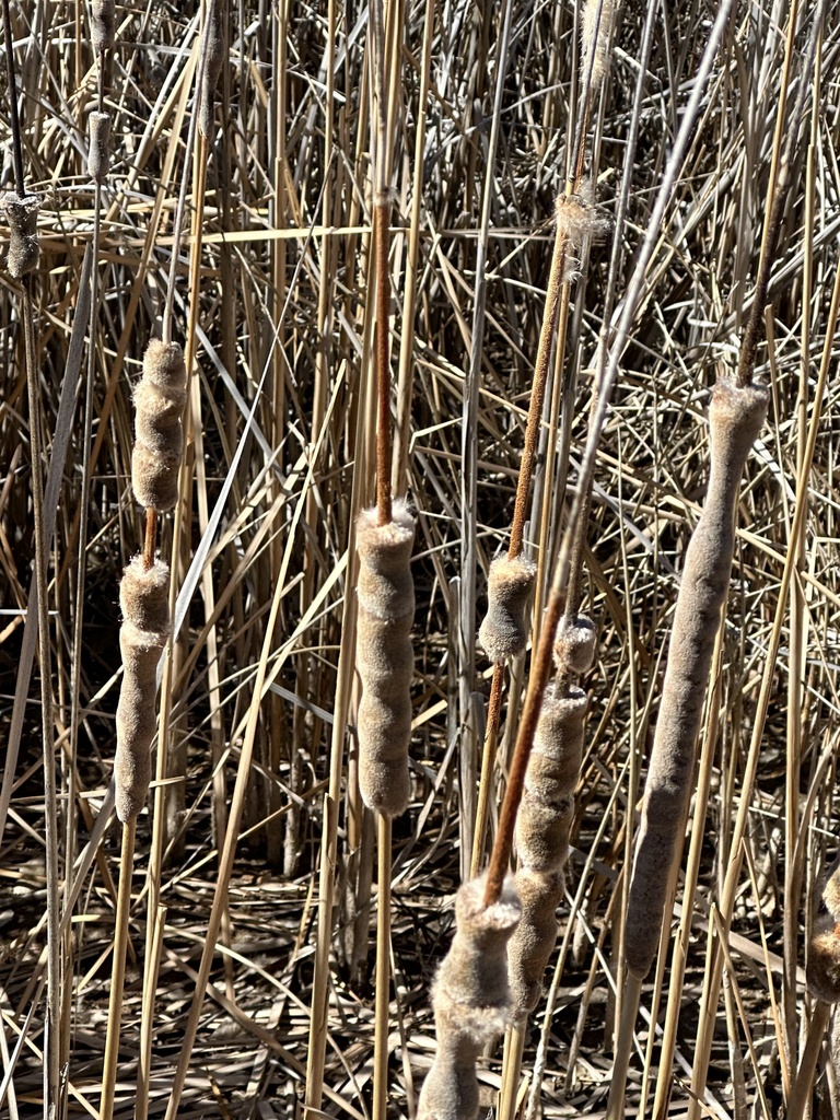 Cattails from Bosque del Apache National Wildlife Refuge, Socorro, NM ...