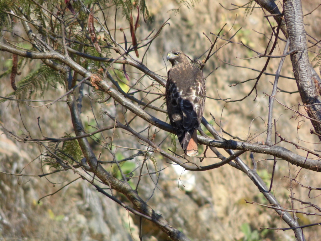 Red-tailed Hawk from Valle de Bravo, Méx., México on February 8, 2023 ...