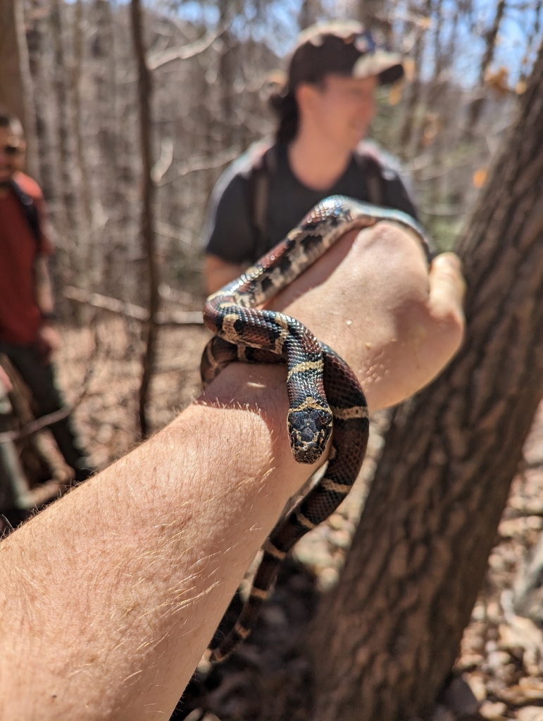 Gimkit - live learning game show