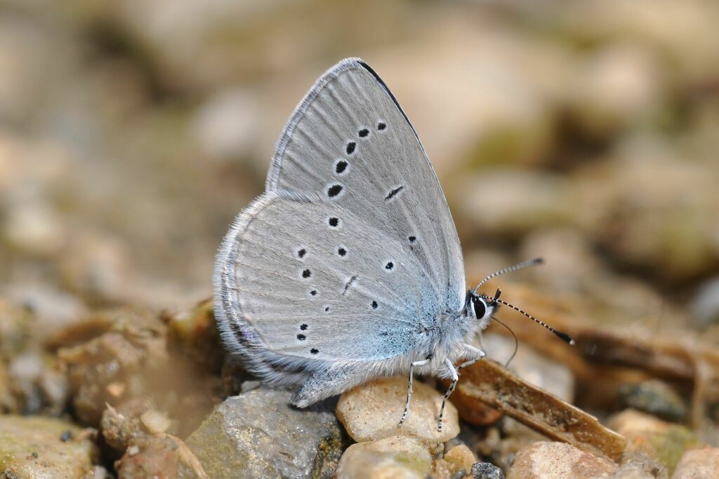 Osiris Blue from Westmakedonien, Griechenland on May 19, 2013 at 12:34 ...