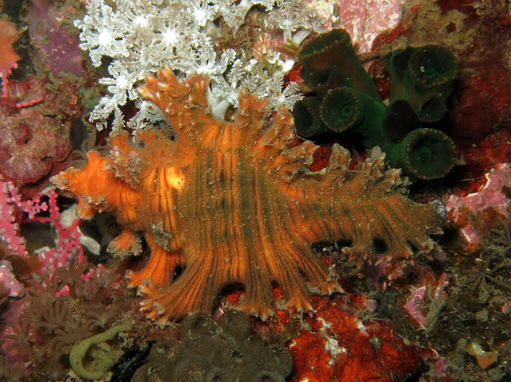 Chicoreus palmarosae from Bima Nord, Indonésie on July 15, 2014 at 07: ...