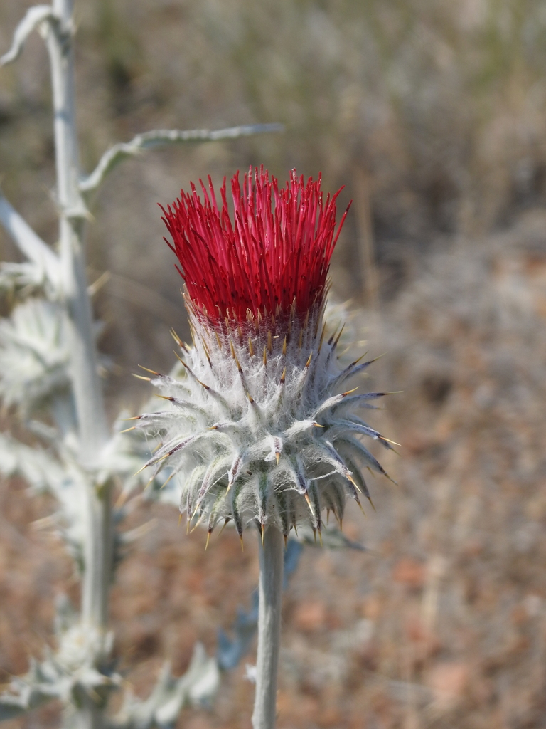 Cobwebby Thistle from Siskiyou, California, United States on July 7 ...