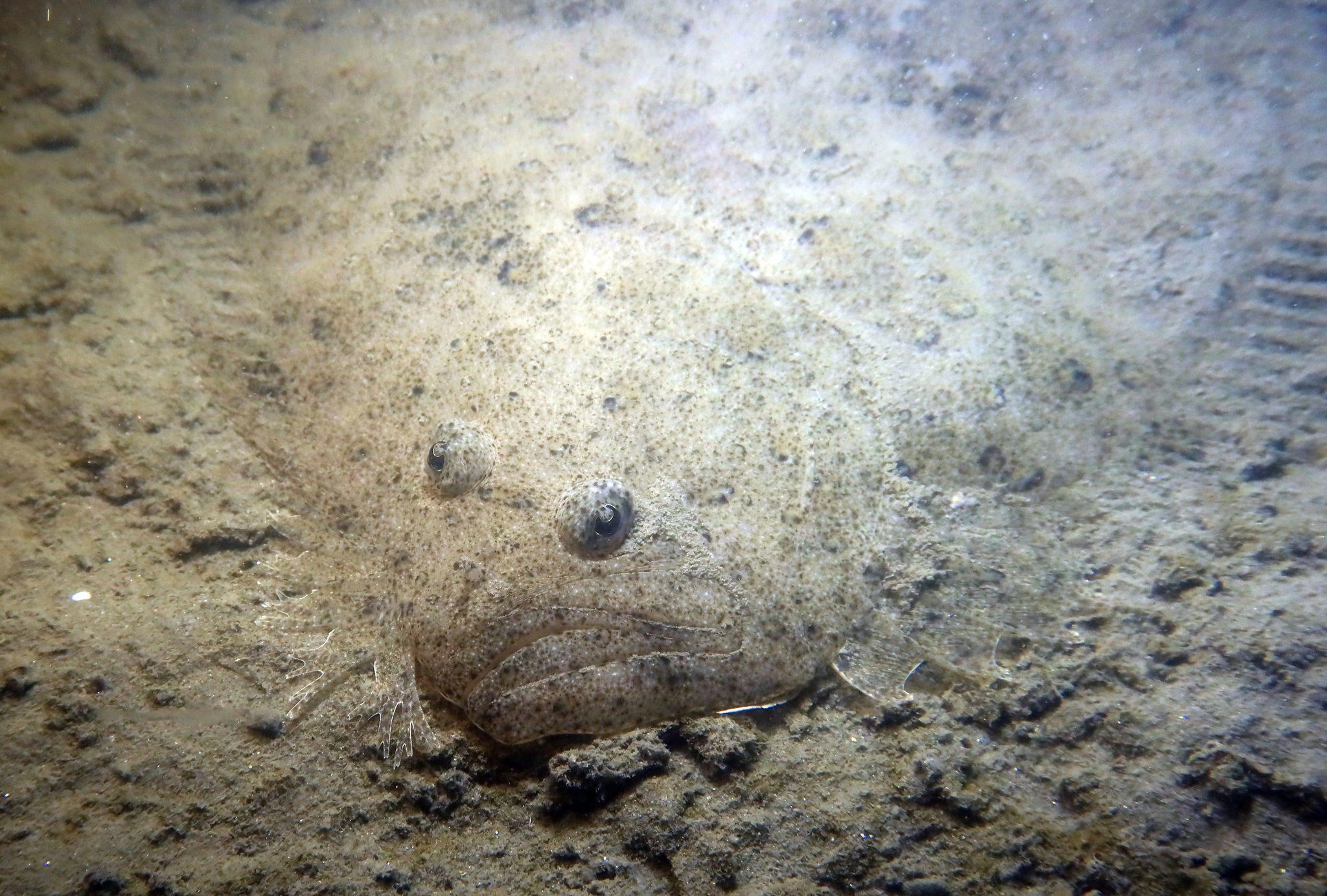 Scophthalmus rhombus (Linnaeus, 1758)