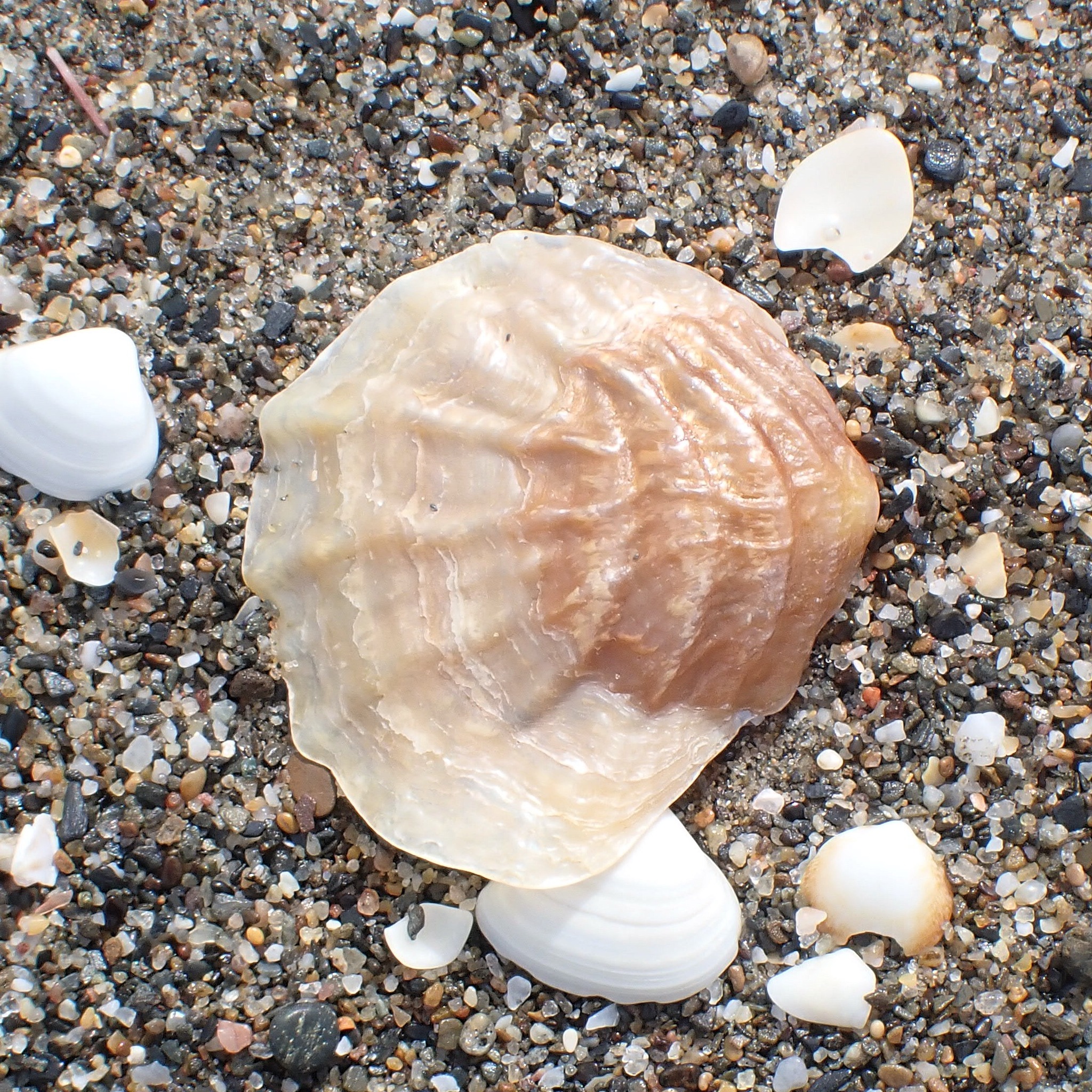 Anomia ephippium Linnaeus, 1758