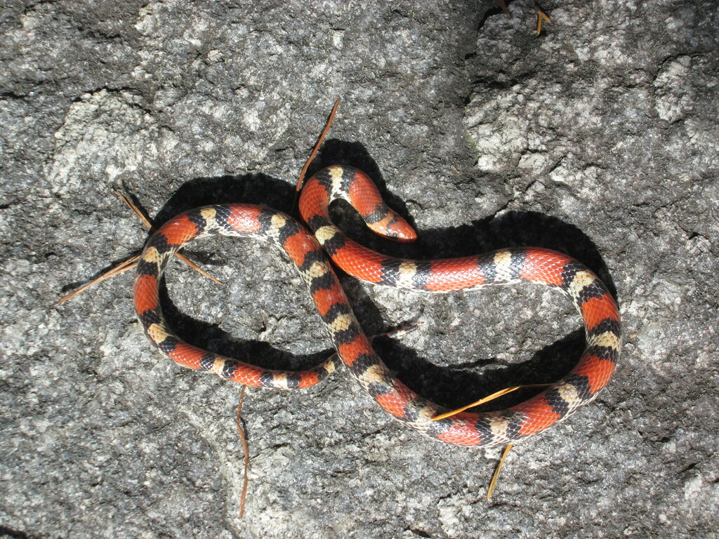 Northern Scarletsnake in March 2023 by Robert Russo · iNaturalist