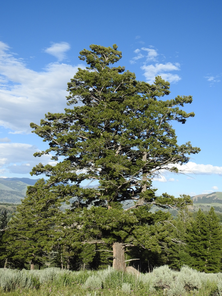 common Douglas-fir from Park County, WY, USA on July 2, 2018 at 09:06 ...