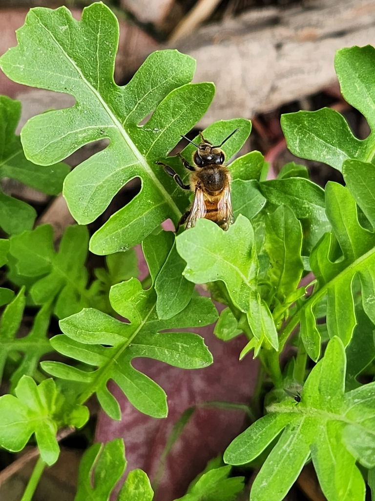 Western Honey Bee from 22430 Tijuana, Baja California, Mexico on March ...