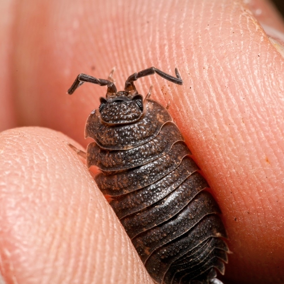 Common Rough Woodlouse from Hunt Valley, MD 21030, USA on March 05 ...