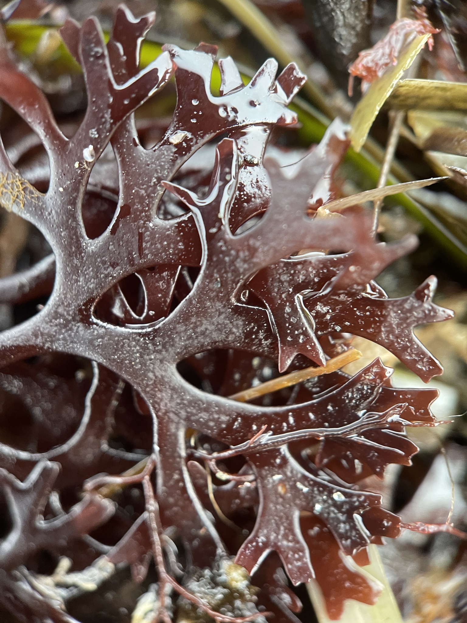 Chondrus crispus Stackhouse