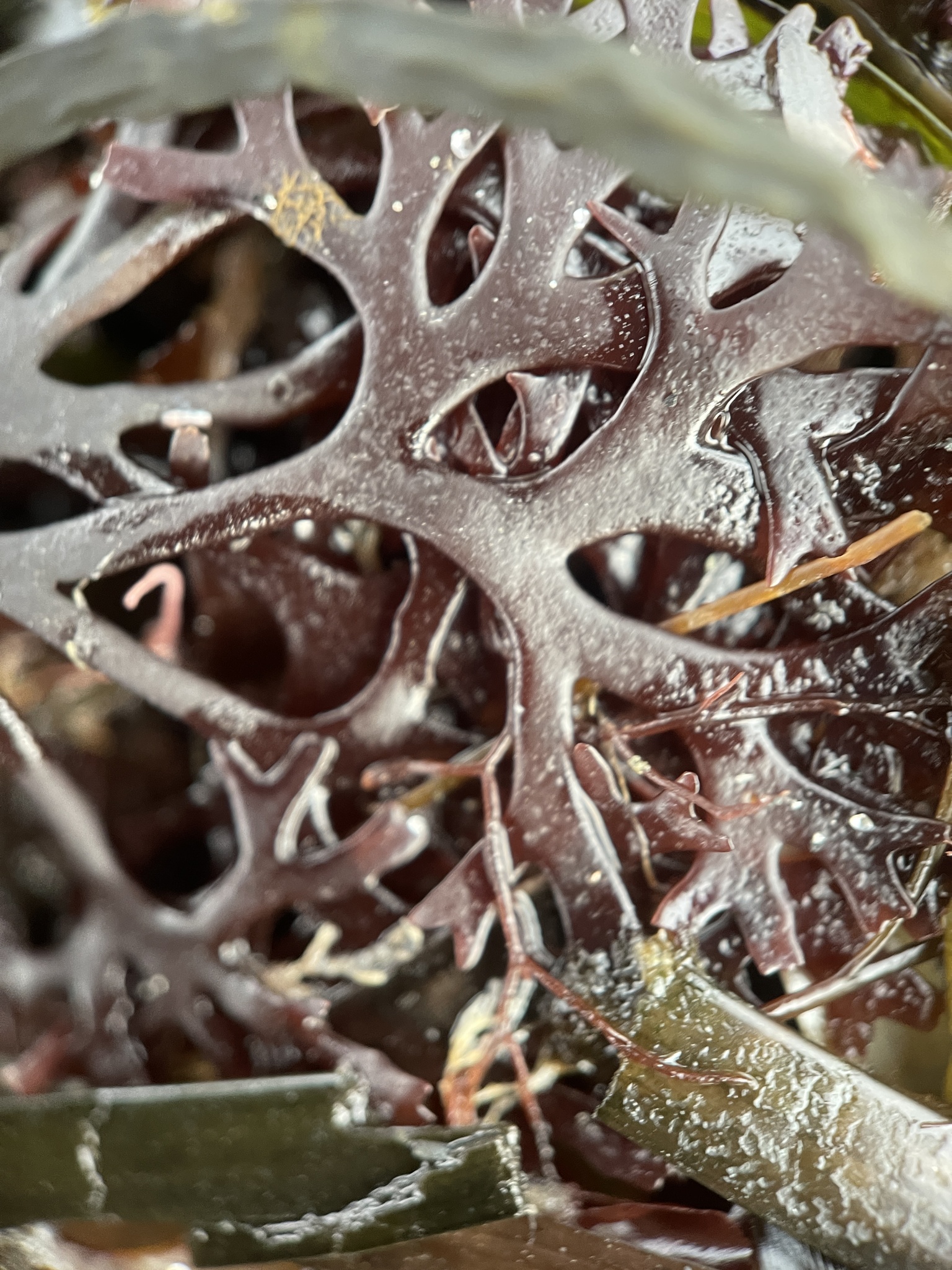 Chondrus crispus Stackhouse