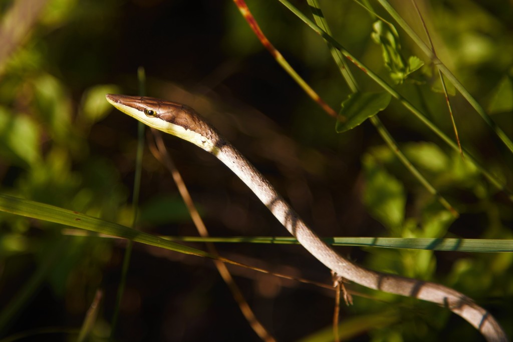 Gulf Coast Vine Snake from Isla Contoy, Quintana Roo, México on October ...