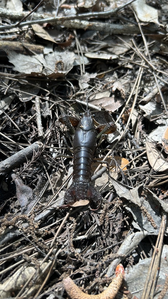 Everglades Crayfish from Lettuce Lake Conservation Park, Tampa, FL, US ...