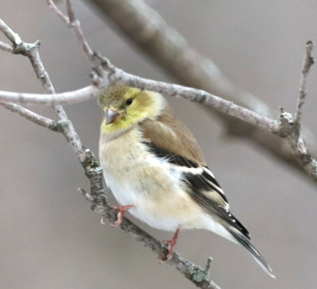 American Goldfinch from St. Catharines, ON, Canada on March 05, 2023 at ...