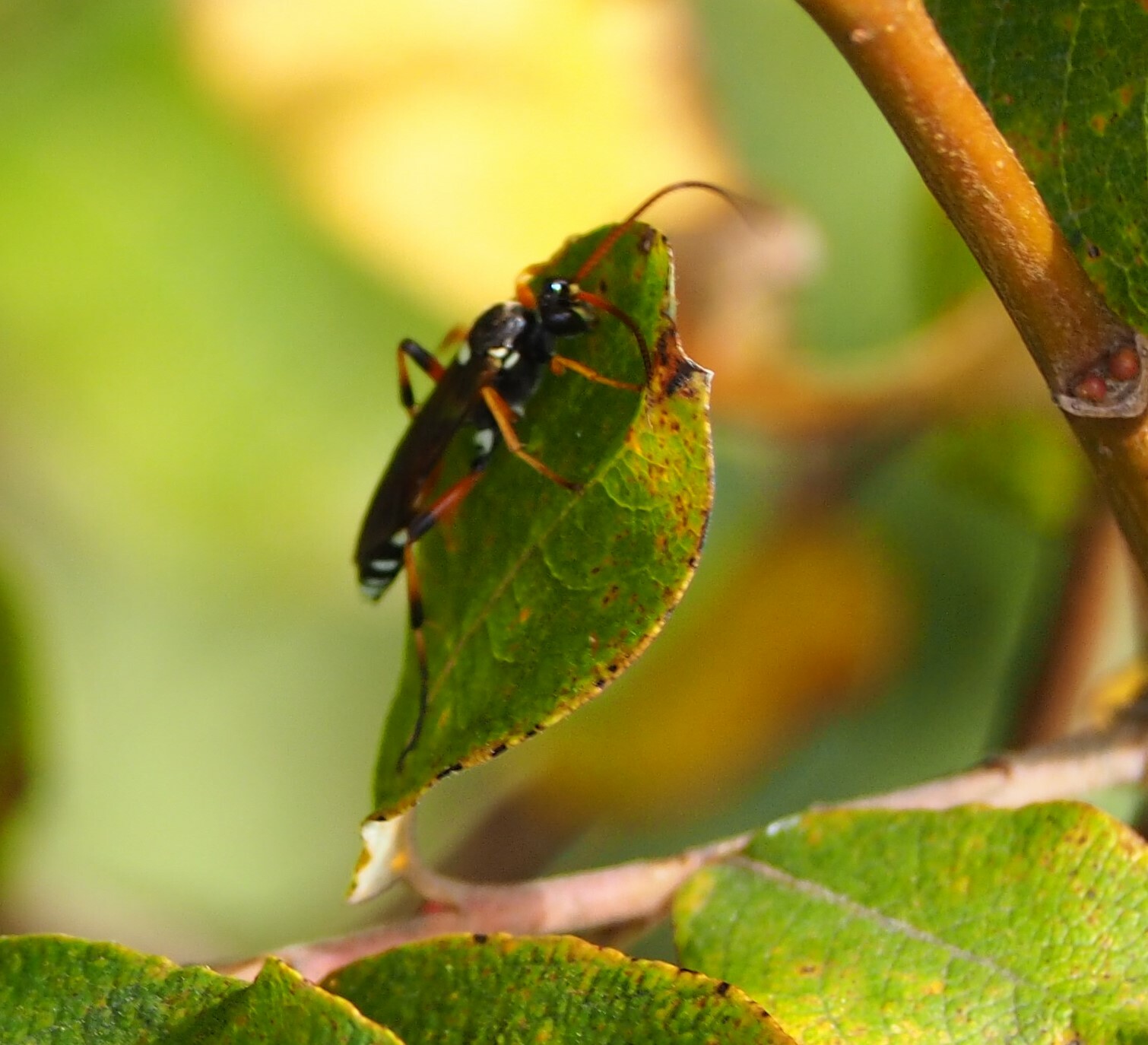 Ichneumon promissorius Erichson, 1842