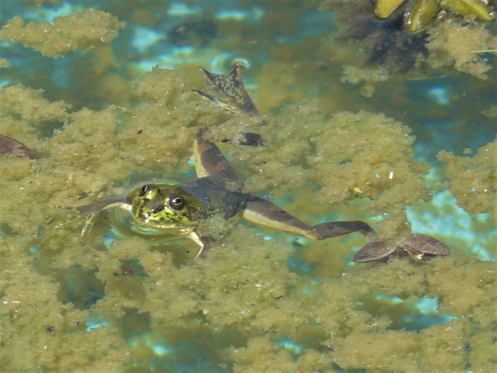 Pseudis minuta Günther, 1858