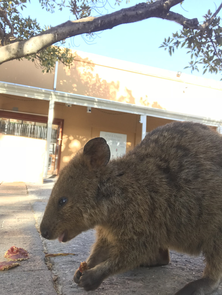 Quokka in December 2017 by Kat Milligan · iNaturalist