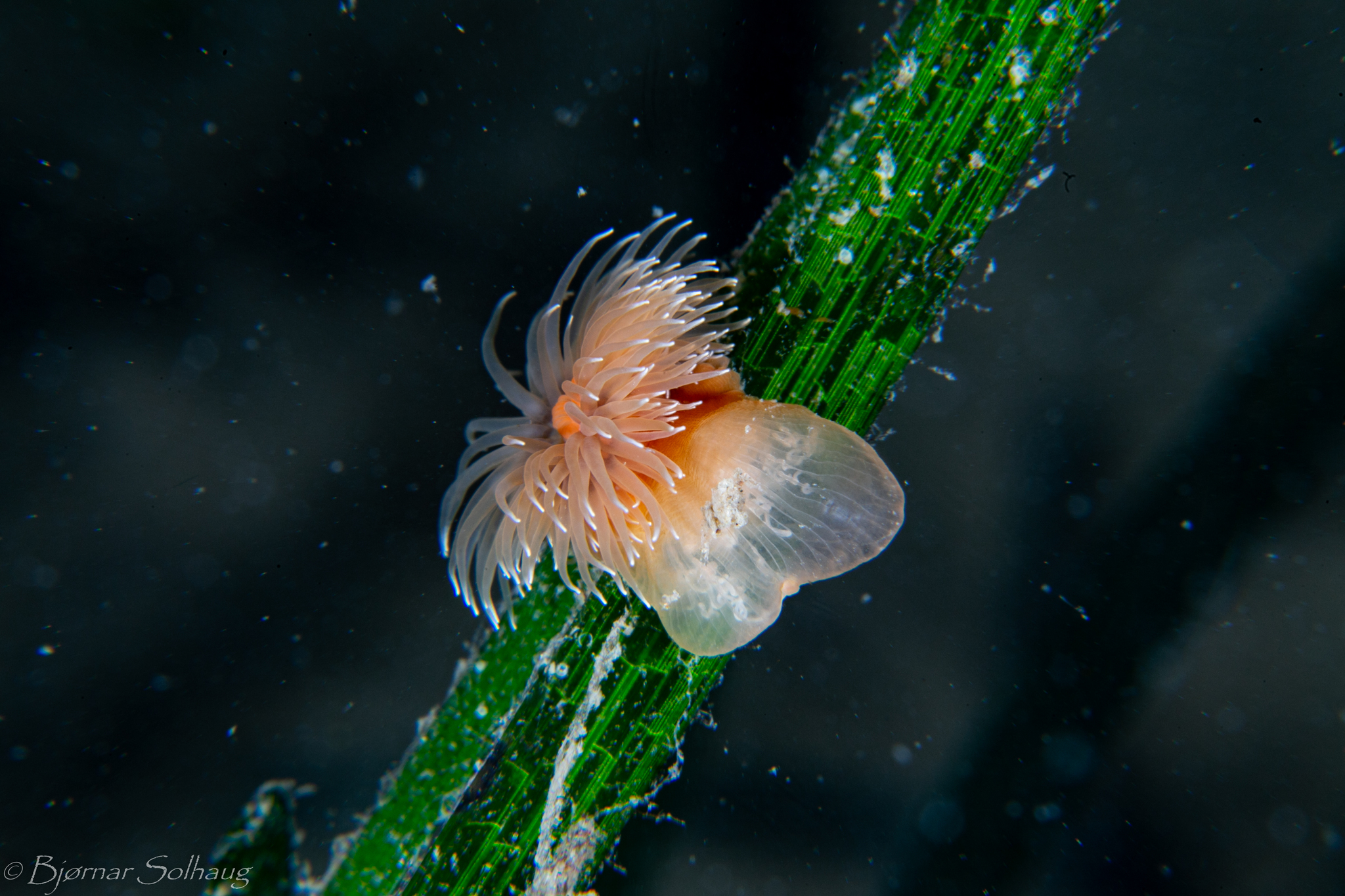 Metridium senile (Linnaeus, 1761)